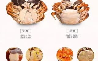 蟹膏蟹黄是什么部位_蟹黄和蟹膏的区别