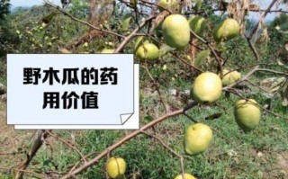 野生木瓜的功效与作用_野生木瓜怎么吃最好