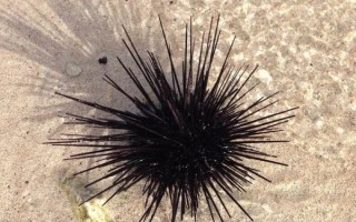 海胆种类图片大全_如何区分常见海胆