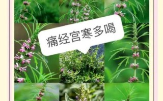 益母草能调理月经吗_益母草调经怎么吃