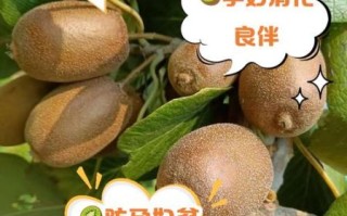 孕妇每天吃猕猴桃生下的宝宝_猕猴桃对胎儿的好处