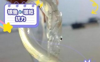 银鱼的营养价值及功效与作用_银鱼适合什么人吃