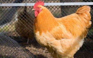 三黄鸡苗多少钱一只_三黄鸡苗养殖技术要点