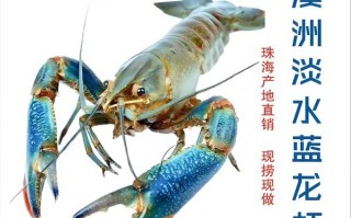 澳洲龙虾多少钱一斤_澳洲龙虾图片价格表
