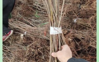 香椿种子什么时候种_香椿种子最佳播种时间