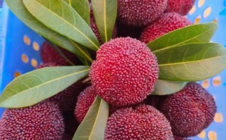 东魁杨梅什么时候成熟_东魁杨梅采摘时间