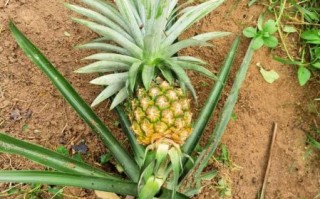 菠萝是长在树上还是地上_菠萝生长位置
