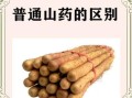 毛山药和铁棍山药哪个营养高_区别与功效对比