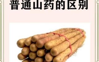 毛山药和铁棍山药哪个营养高_区别与功效对比