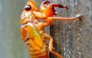 知了猴图片大全大图_知了猴高清图鉴