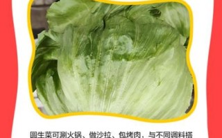 圆生菜可以减肥吗_圆生菜怎么吃最营养