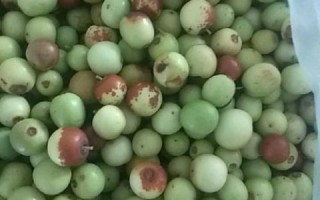 野山枣图片_野山枣长什么样