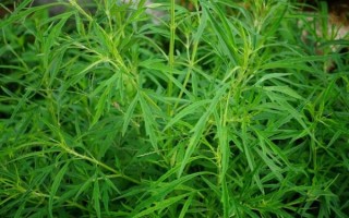 益母草图片大全_益母草长什么样