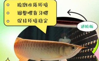 龙鱼不吃食怎么回事_龙鱼拒食原因