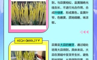 韭黄是什么东西种出来的_韭黄和大蒜的区别