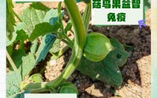 菇鸟是什么水果_菇鸟怎么种植