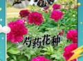 芍药花有什么功效_芍药花的作用与禁忌