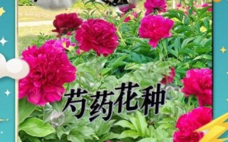 芍药花有什么功效_芍药花的作用与禁忌