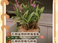 家里为什么不能种石斛_石斛盆栽失败原因