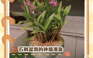 家里为什么不能种石斛_石斛盆栽失败原因