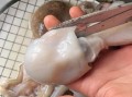 小八爪鱼怎么处理_小八爪鱼怎么清洗