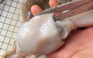 小八爪鱼怎么处理_小八爪鱼怎么清洗