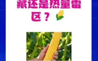 玉米热量高吗_减肥能吃吗