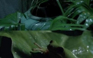 青木瓜之味剧情解析_越南电影情感隐喻