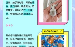 小鱿鱼叫什么_小鱿鱼和鱿鱼仔的区别