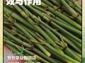 节节草的功效与作用_节节草怎么泡水喝