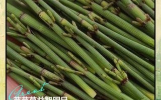 节节草的功效与作用_节节草怎么泡水喝