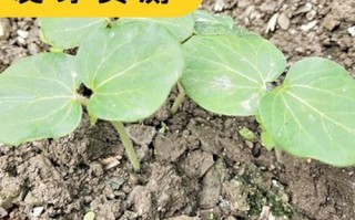 黄秋葵种子什么时候播种最好_春季还是夏季