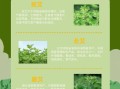 艾草的功效与作用有哪些_艾草的主治功能是什么