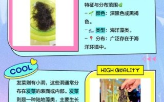 海发菜和发菜的区别_哪个更营养