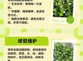 茉莉花怎么养_茉莉花养殖方法和注意事项