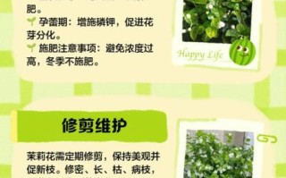 茉莉花怎么养_茉莉花养殖方法和注意事项