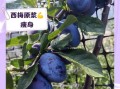 西梅减肥法的正确吃法_西梅减肥多久见效