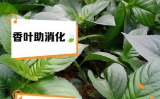 香叶的功效与作用_香叶的正确吃法