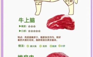 牛肉部位分割图怎么看_牛身上哪个部位最嫩