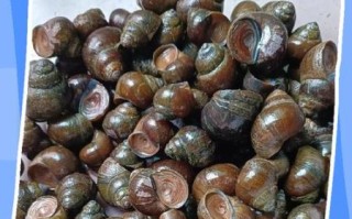 吃田螺的危害_吃田螺会感染寄生虫吗