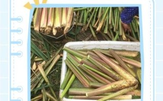 茭白怎么挑选_茭白怎么保存