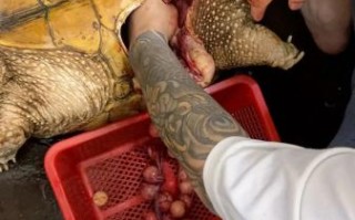 鳄鱼龟图片大全_鳄鱼龟长什么样