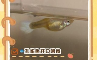 鱼苗图片大全_如何辨别常见品种