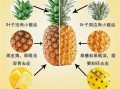 凤梨树和菠萝树的区别_凤梨树是菠萝树吗