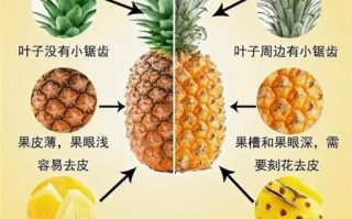 凤梨树和菠萝树的区别_凤梨树是菠萝树吗