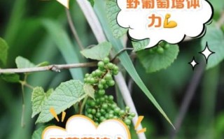 野葡萄的功效与作用_野葡萄怎么吃效果最好