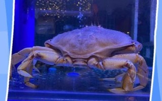 如何洗螃蟹_螃蟹怎么清洗才干净