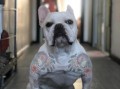法国斗牛犬图片_哪里找高清图