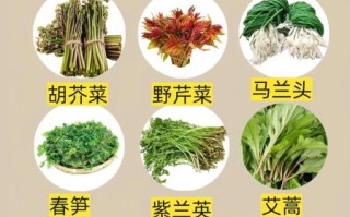 野菜有哪些_野菜怎么辨别能吃吗