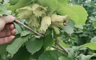 新鲜榛子怎么保存_新鲜榛子多少钱一斤